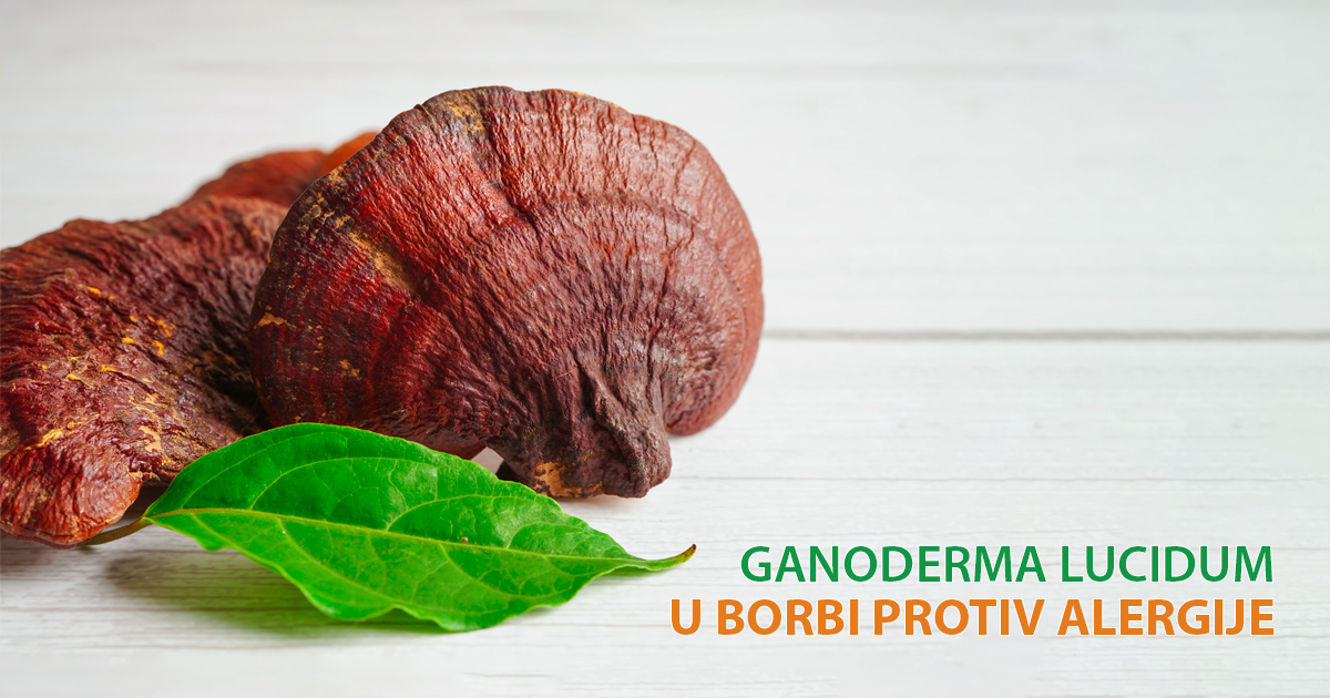 Ganoderma lucidum u borbi protiv alergije - Immuno GD-poly